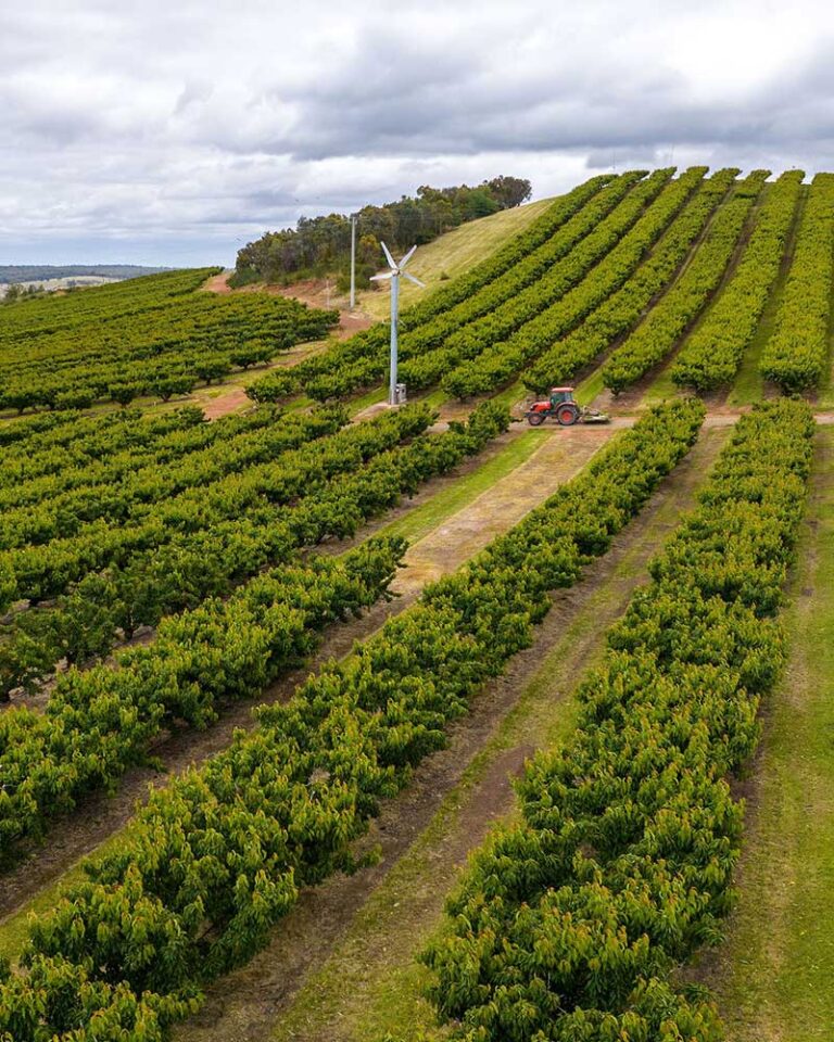 Cherry Farms Australia | Wandin Valley Farms Victoria Tasmania